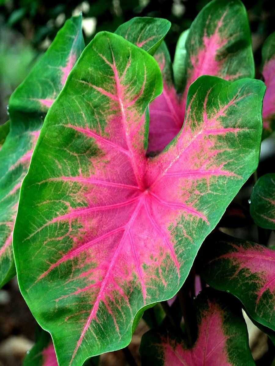 Comment réussir l'entretien du Caladium - Créer un jardin en ville