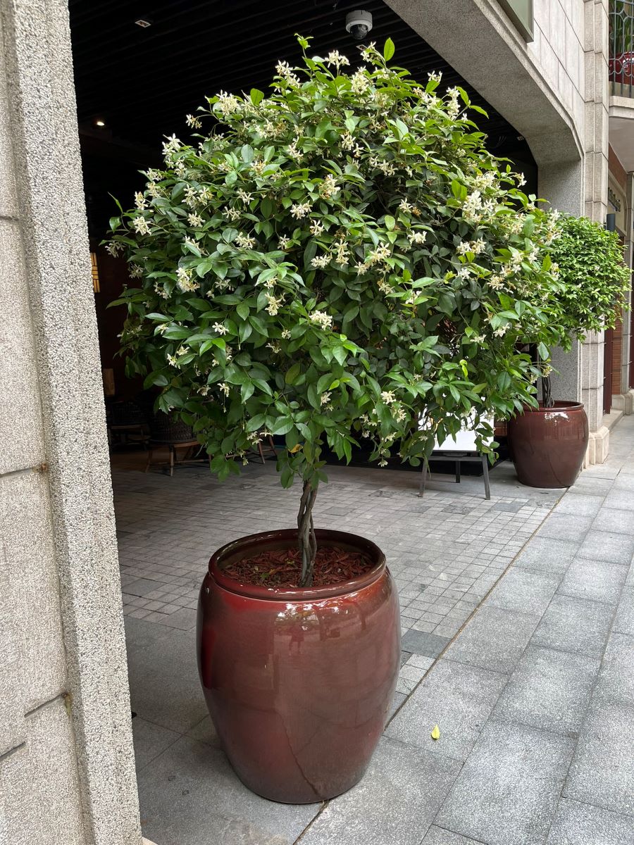 Le jasmin étoilé une plante grimpante idéale pour les jardins de ville ...