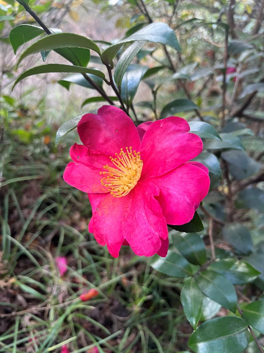 Mon camélia ne fleurit pas ? Pourquoi et comment améliorer sa floraison ...